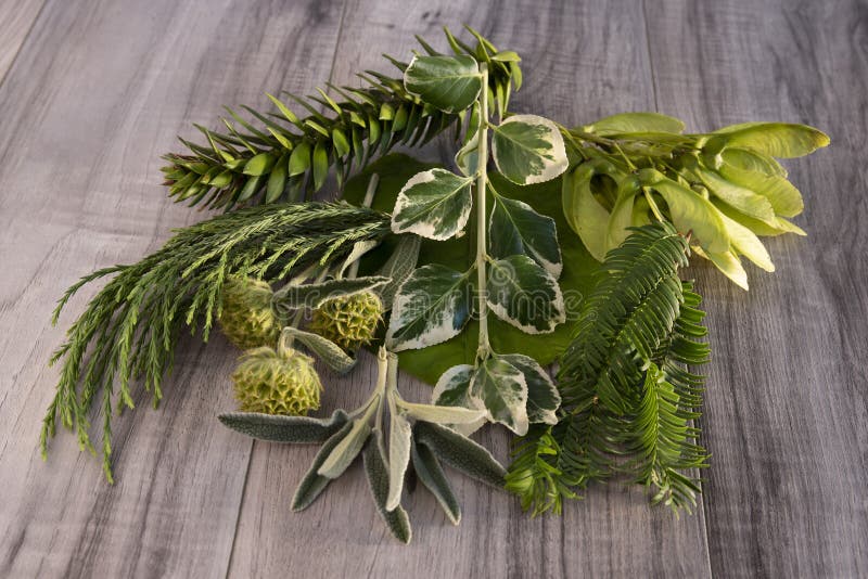 Plants for Medicinal Treatment Stock Photo - Image of bottle, wellbeing ...