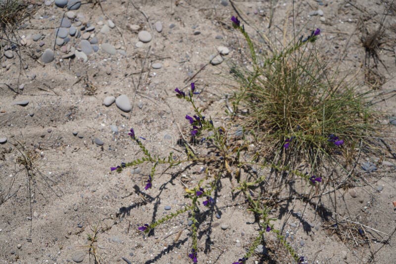 Plants on the Mediterranean Beach Growing in Sand Stock Image - Image ...