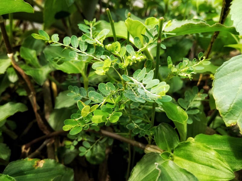Plants Meniran Background Nature Stock Image - Image of wildflower ... Plants Meniran Background Nature Stock Image - Image of wildflower ...