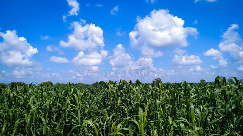 Plants of Millet on Field Under Blue Sky Stock Image - Image of farm ...