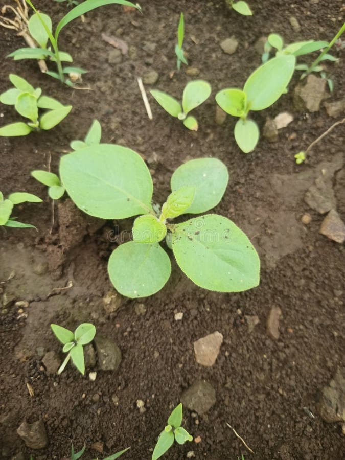 Plants . Mini plants stock image. Image of gardanplant - 325940247