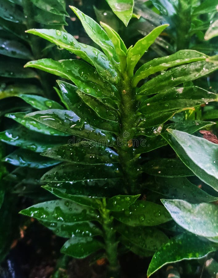 The Plants in the Morning are Already Sweating Stock Image - Image of ...