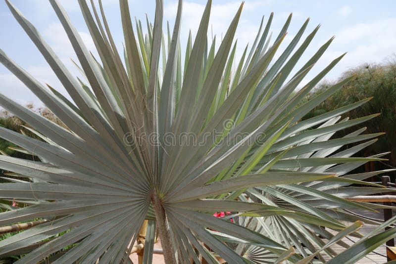 Plants in Morocco. Palms in Morocco. Stock Photo - Image of maraoko ...