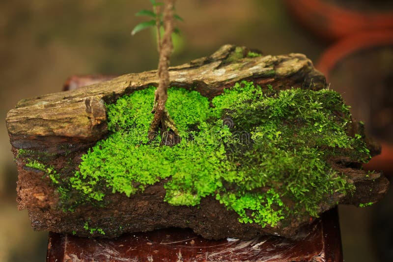 Plants and Moss Plant in Pot Stock Image - Image of leaf, grow: 84055481