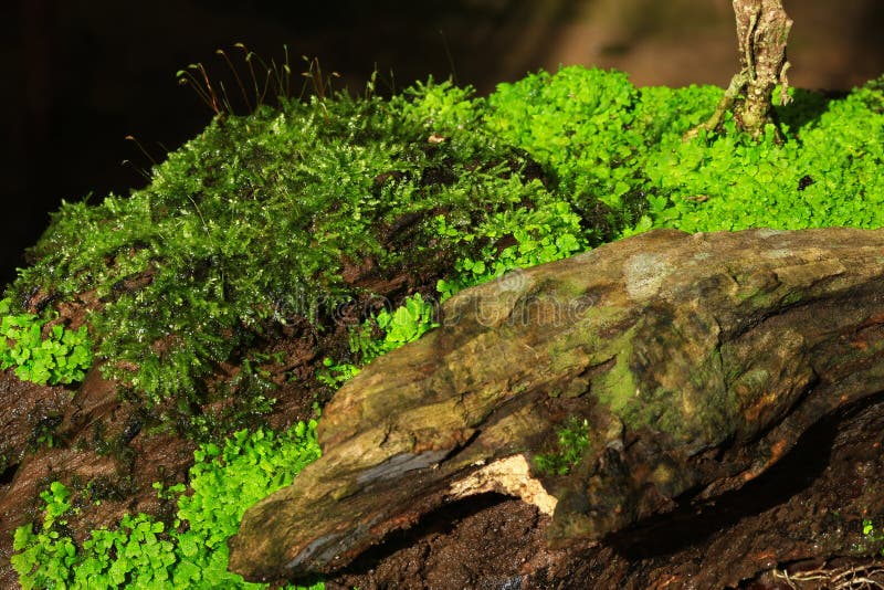 Plants and Moss Plant in Pot Stock Image - Image of space, decoration ...