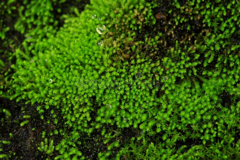 Plants and Moss Plant in Pot Stock Image - Image of houseplant ...