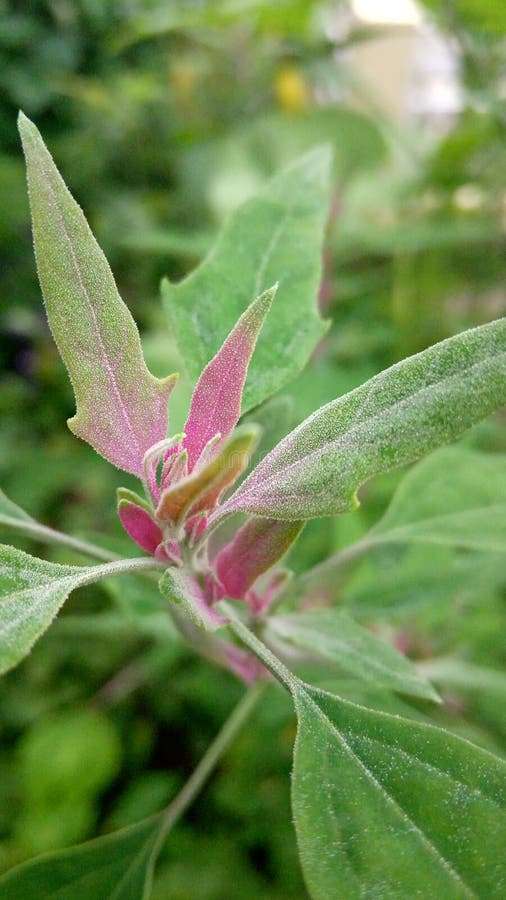 Plants stock photo. Image of flowers, rising, natural - 154138054