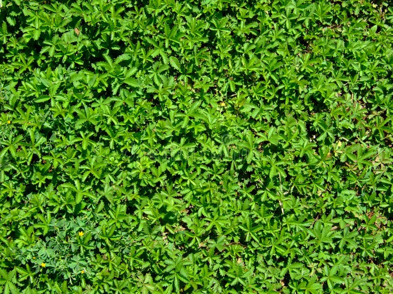 Plants Natural Texture stock image. Image of grassland - 10247111