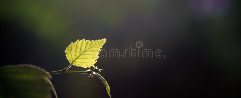 The birth of spring stock photo. Image of beach, locked - 153488792