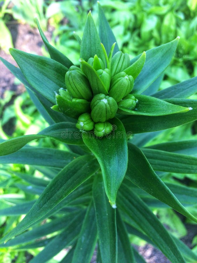 Green lily stock photo. Image of green, nature, garden - 120022784