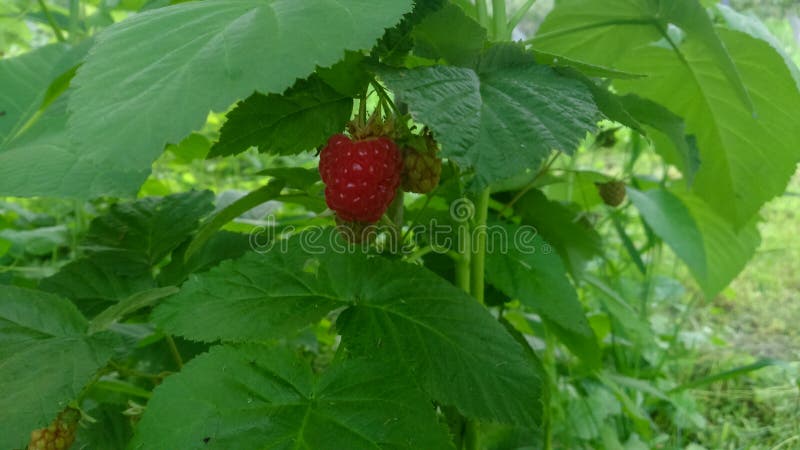 Plants. nature. greens stock photo. Image of raspberries - 214111412