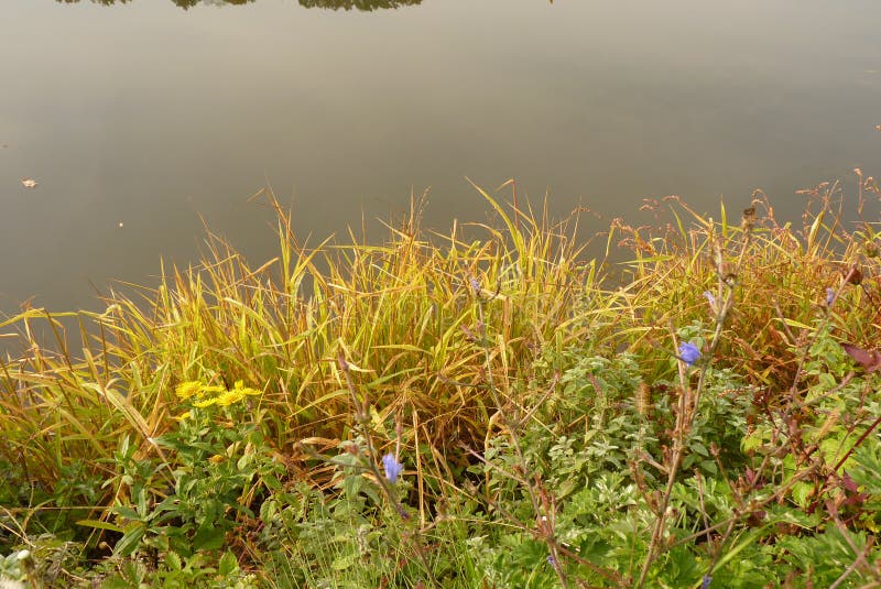Plants near the river stock photo. Image of care, detail - 102514432