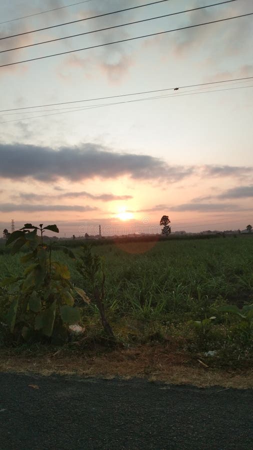Plants Need Sunlight for the Photosynthesis Process. Stock Photo ...