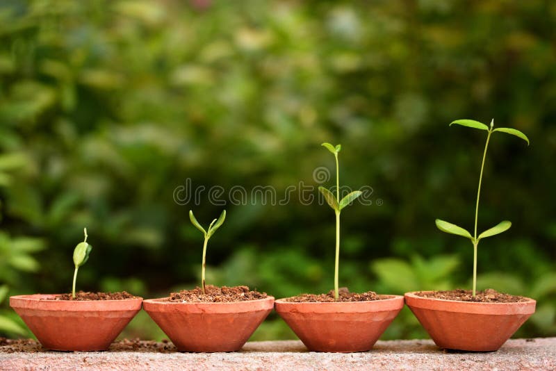 Plant evolution -New life stock photo. Image of botany - 21274732