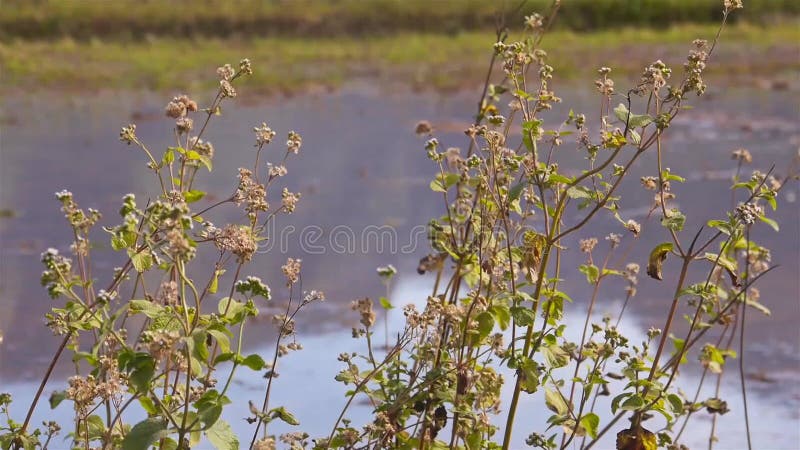 Plants Next To a Pond of Water Moving with Wind Stock Footage - Video ...