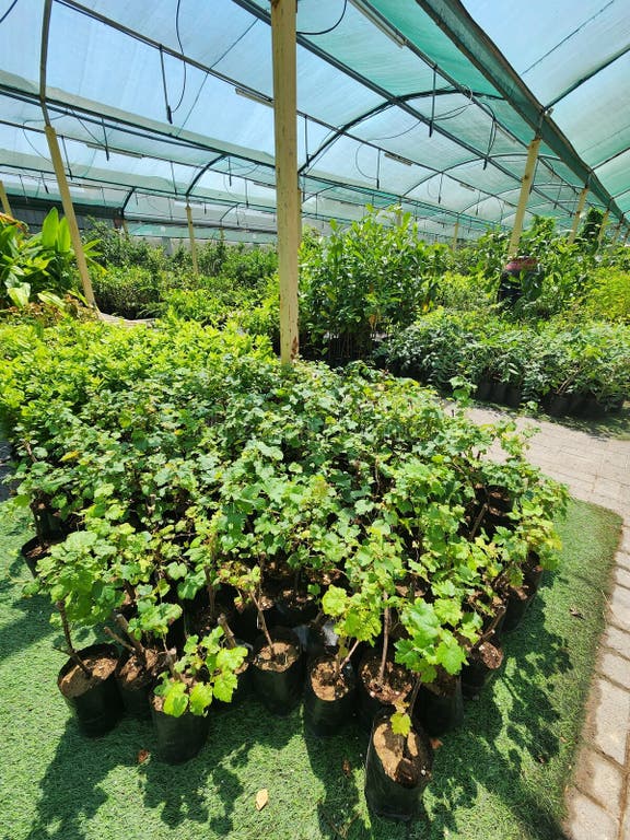 Plants Nursery, Muscat, Oman Stock Photo - Image of yard, flower: 337766128