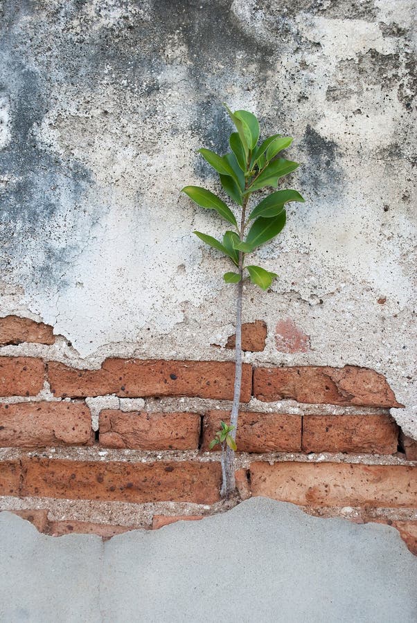 Plants on the old bricks stock photo. Image of design - 43302250
