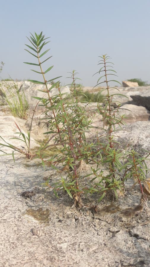 Plants open place stock image. Image of nature, planting - 165431945