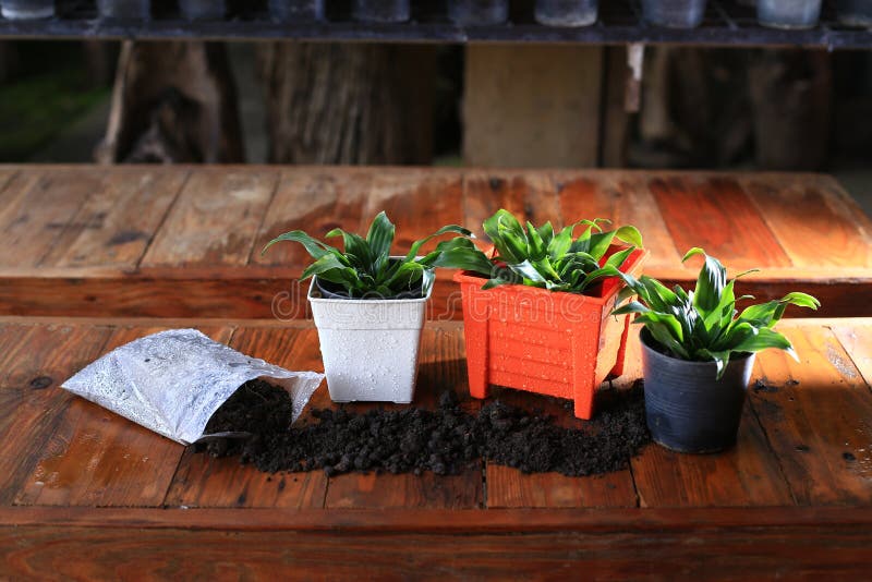 Plants in Orange Pot and Soil Stock Photo - Image of natural, fresh ...