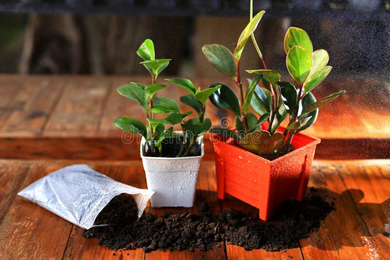 Plants in Orange Pot and Soil Stock Image - Image of natural ...