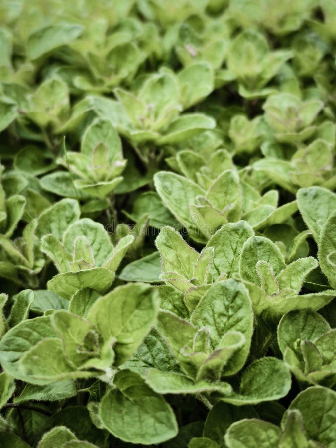 Plants of Oregano or Oregano, As a Natural Background, Close-up Stock ...