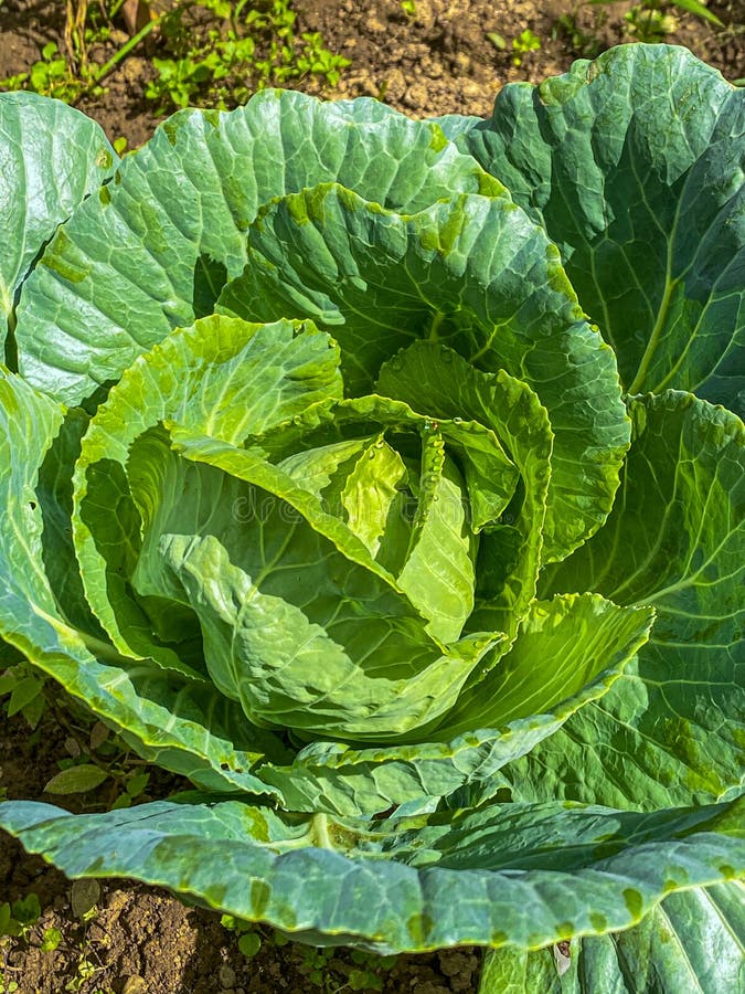Plants of organic cabbages stock photo. Image of biological - 197380808