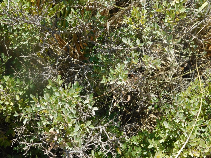 Plants outdoors stock image. Image of nature, leaf, country - 61987179