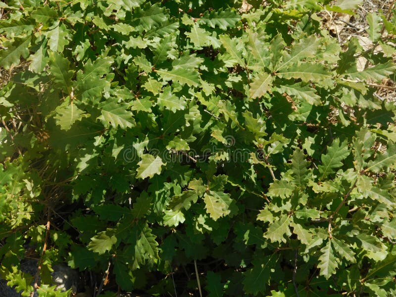 Plants outdoors stock photo. Image of nature, country - 61987732