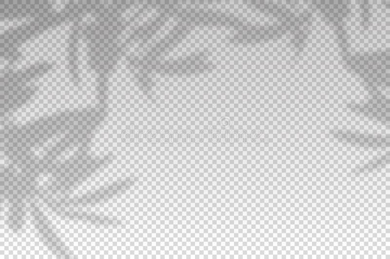 Plants Overlay Shadow. Reflect Light from Branches. Sun Rays Reflection ...