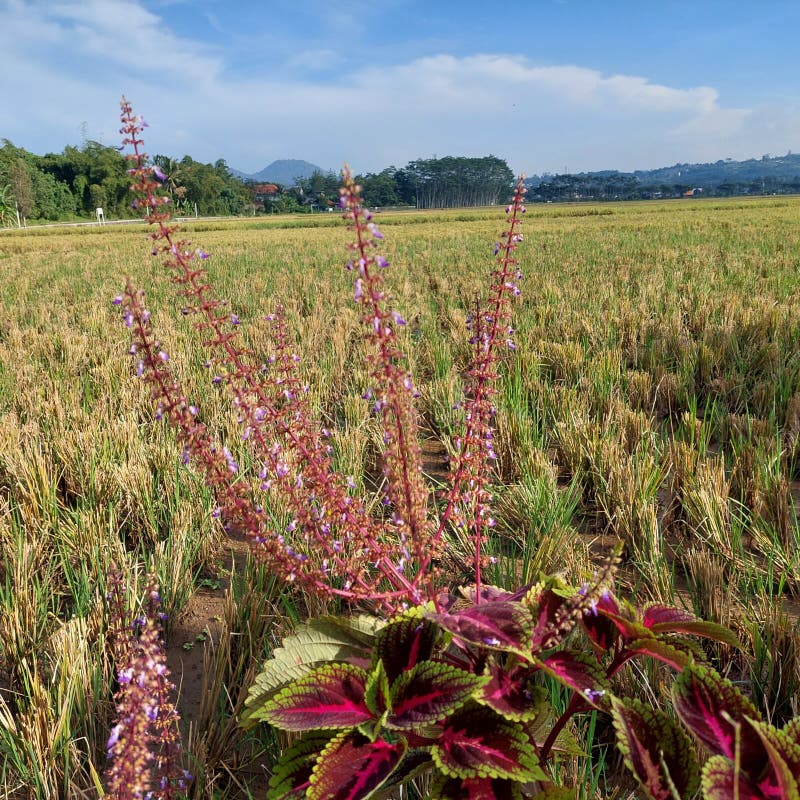 Plants in Paddy Fields with Yellow Rice Background Stock Photo - Image ...