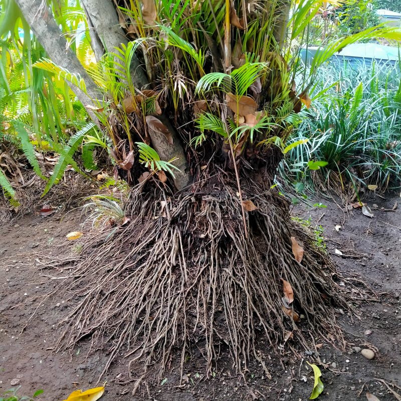 Plants and palm roots stock image. Image of palm, ornaments - 294571745