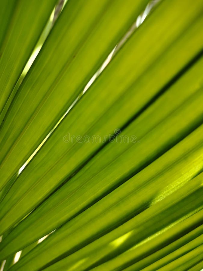 Plants with Parallel Leaves Stock Image - Image of leaves, parallel ...