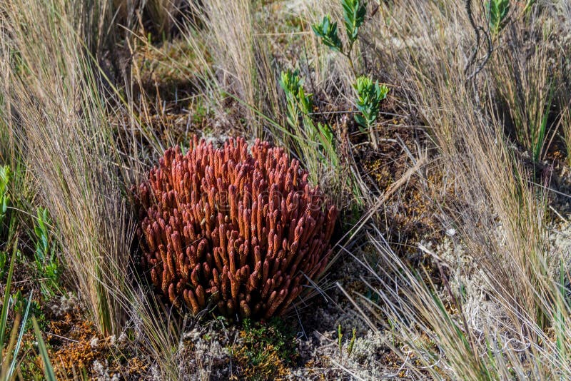Plants of Paramo Ecosystem, Ecuad Stock Photo - Image of cajas, flowers ...