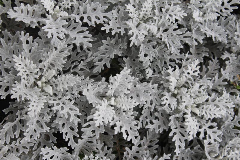 Plants pattern stock photo. Image of texture, abstract - 93340844