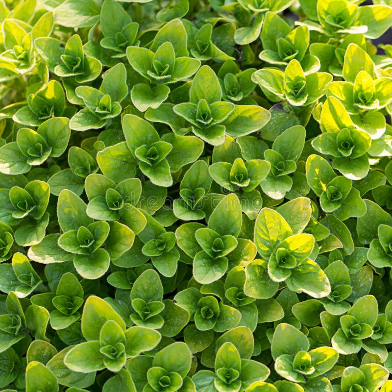 Plants stock photo. Image of beautiful, conservation - 53994108