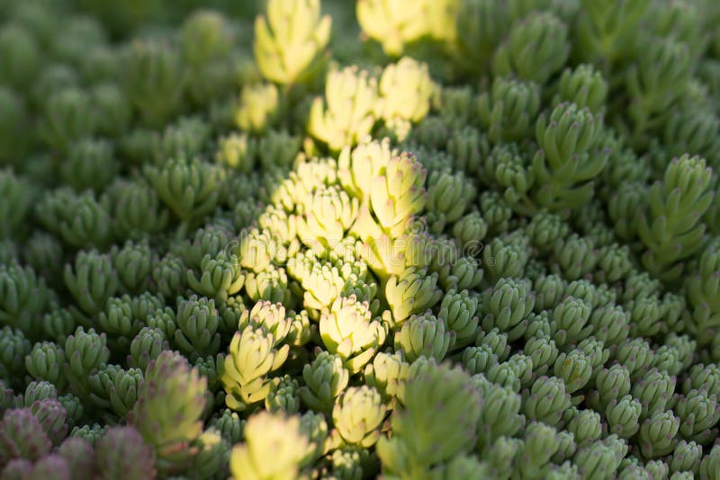 Plants stock image. Image of field, nature, beautiful - 54147233