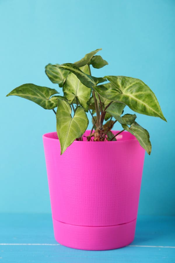 Plants in Pink Pot on Pink Background. Vertical Photo Stock Image ...