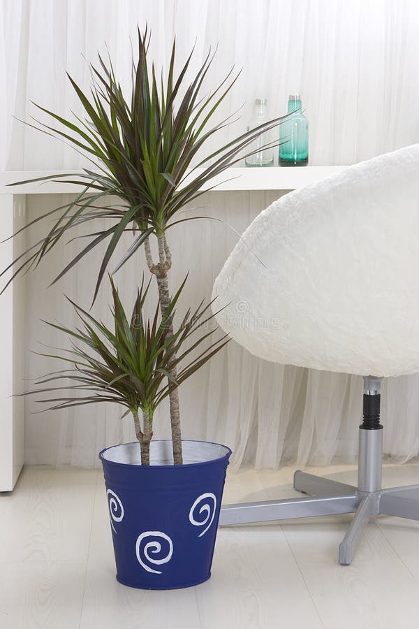 Plants in Plant Pots in the Interior Stock Image - Image of dracaena ...