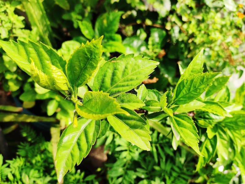 Plants stock image. Image of green, lief, plants, tree - 149029999