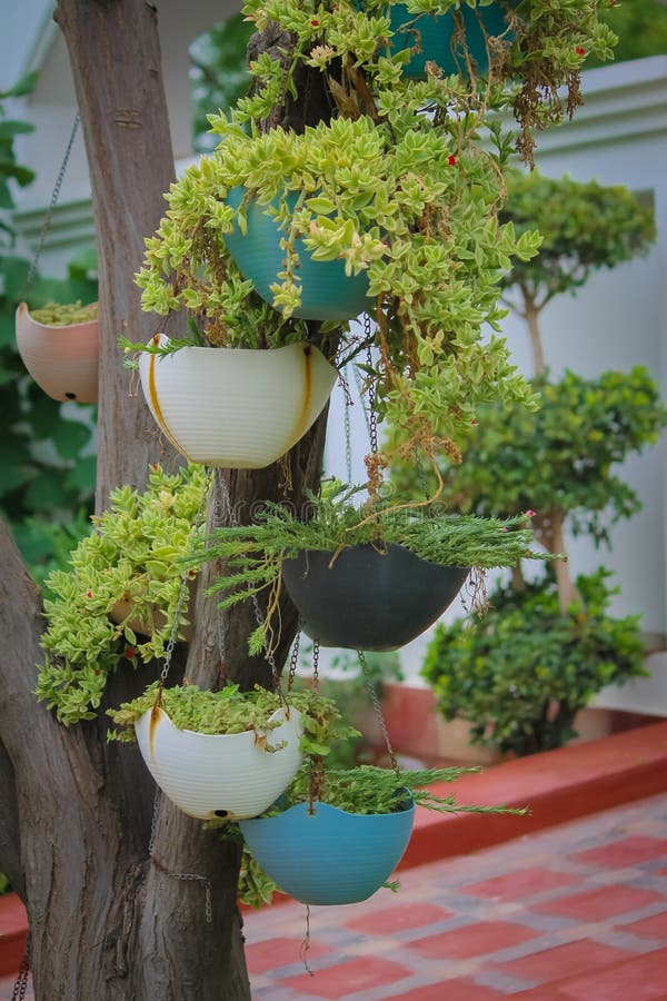 Plants Portrait Image Wallpaper 1080p Full HD Stock Image - Image of ...