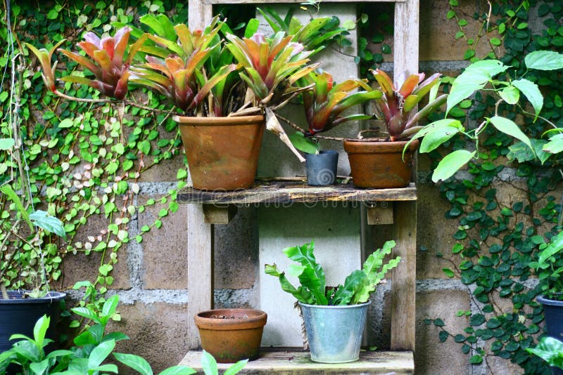 Plants in pots stock photo. Image of bromeliads, shelves - 108197384