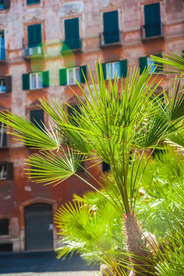 Plants in pots stock image. Image of roman, green, italy - 51974515