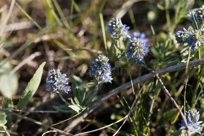 Prostrate Speedwell or Rock Speedwell - Veronica Prostrata Stock Photo ...