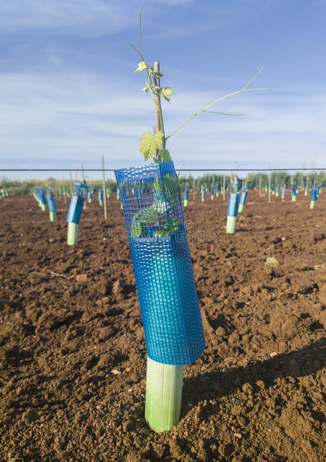 Plants Protected by Treeguard and Vine Protection Sleeve Stock Image ...