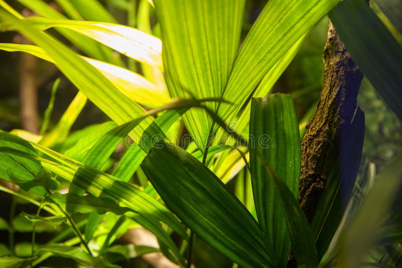 Plants of rainforest stock image. Image of spring, corn - 144865679