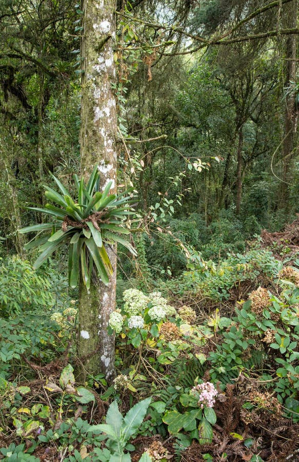 Plants in a Rainforest in Southeastern Brazil Stock Photo - Image of ...