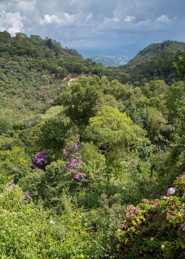 Plants in a Rainforest in Southeastern Brazil Stock Photo - Image of ...