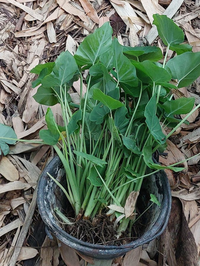 Plants Ready for Planting are Placed in Cans. Stock Image - Image of ...