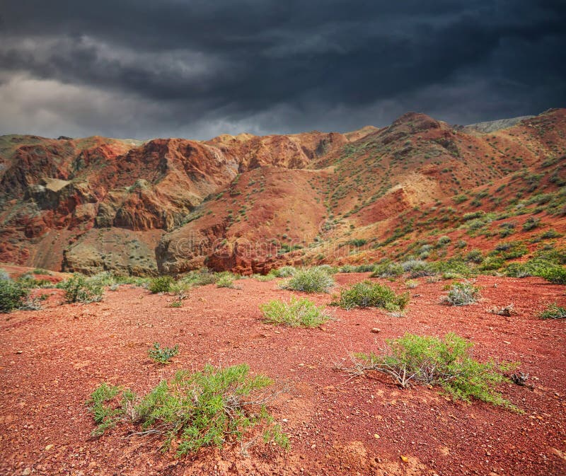 Plants in the red desert stock image. Image of mountain - 93005149
