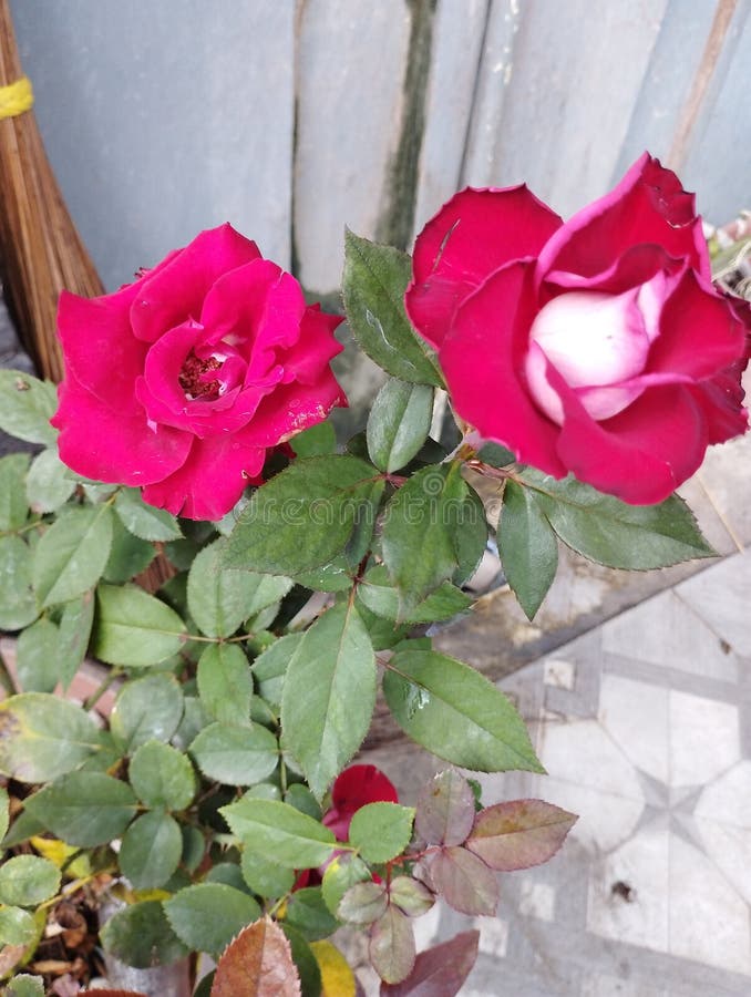 Plants of Red Roses in the Corner of the House As Decoration. Stock ...